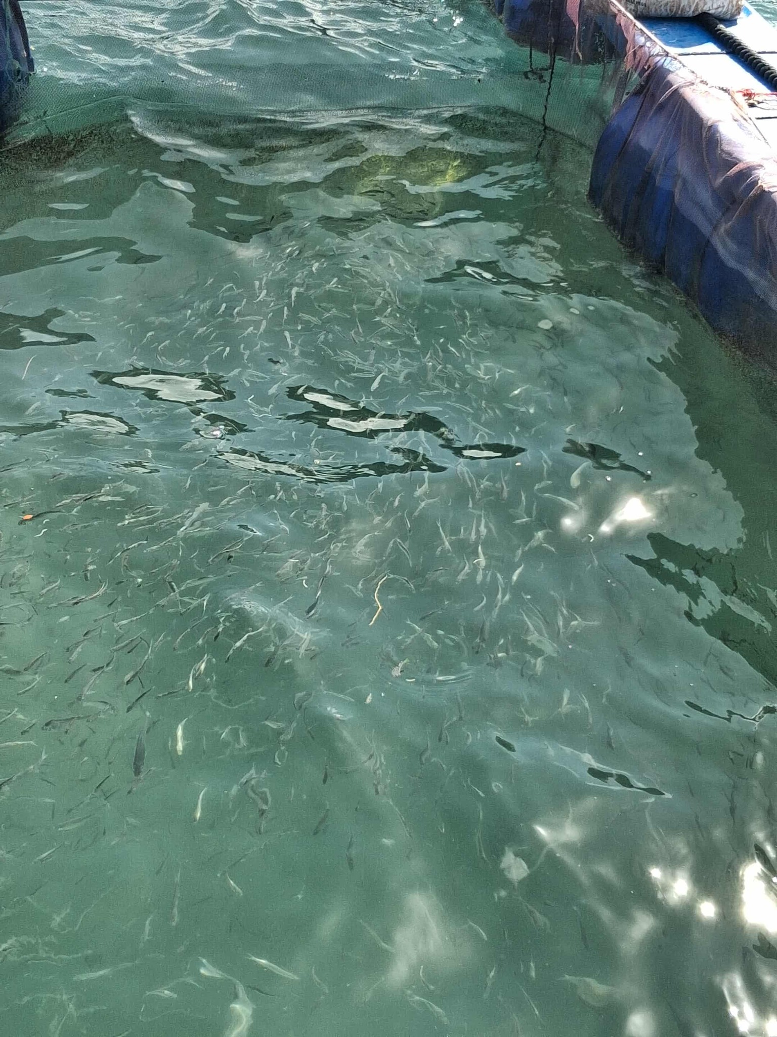 Over 10,000 Milkfish Fries Released to Revitalize Tarawa Lagoon ...